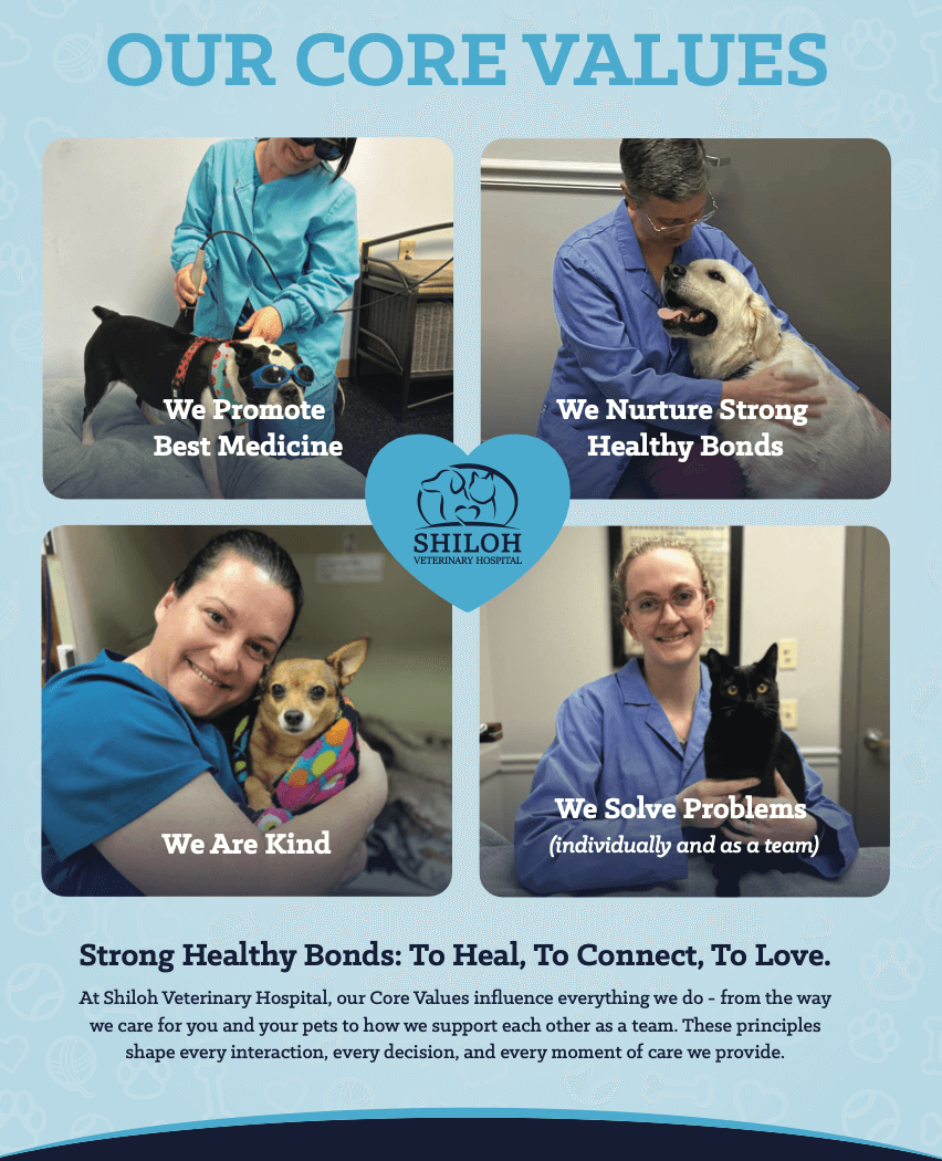 What to Expect When Visiting Shiloh Veterinary Hospital